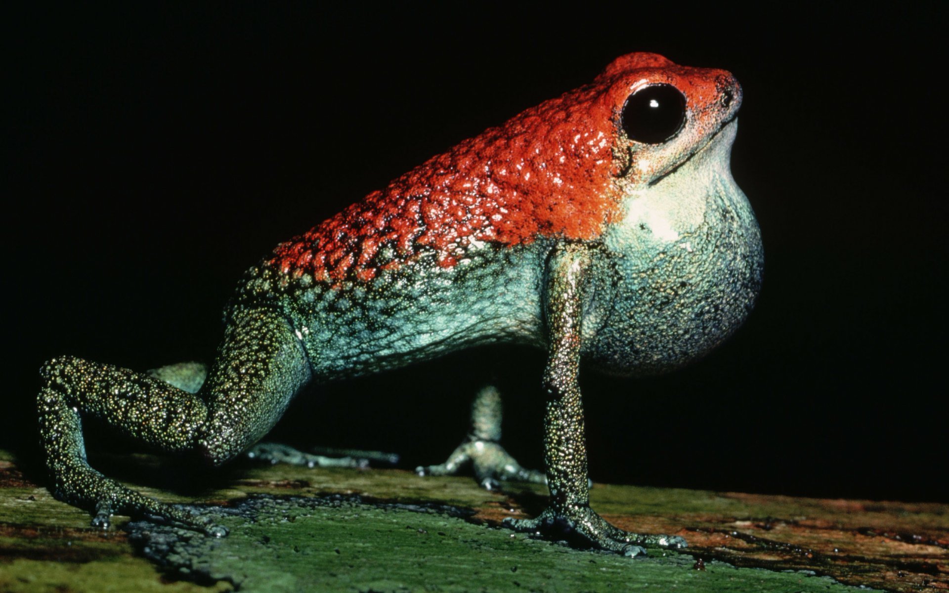 Grenouille Fond d'écran HD | Arrière-Plan | 2560x1600
