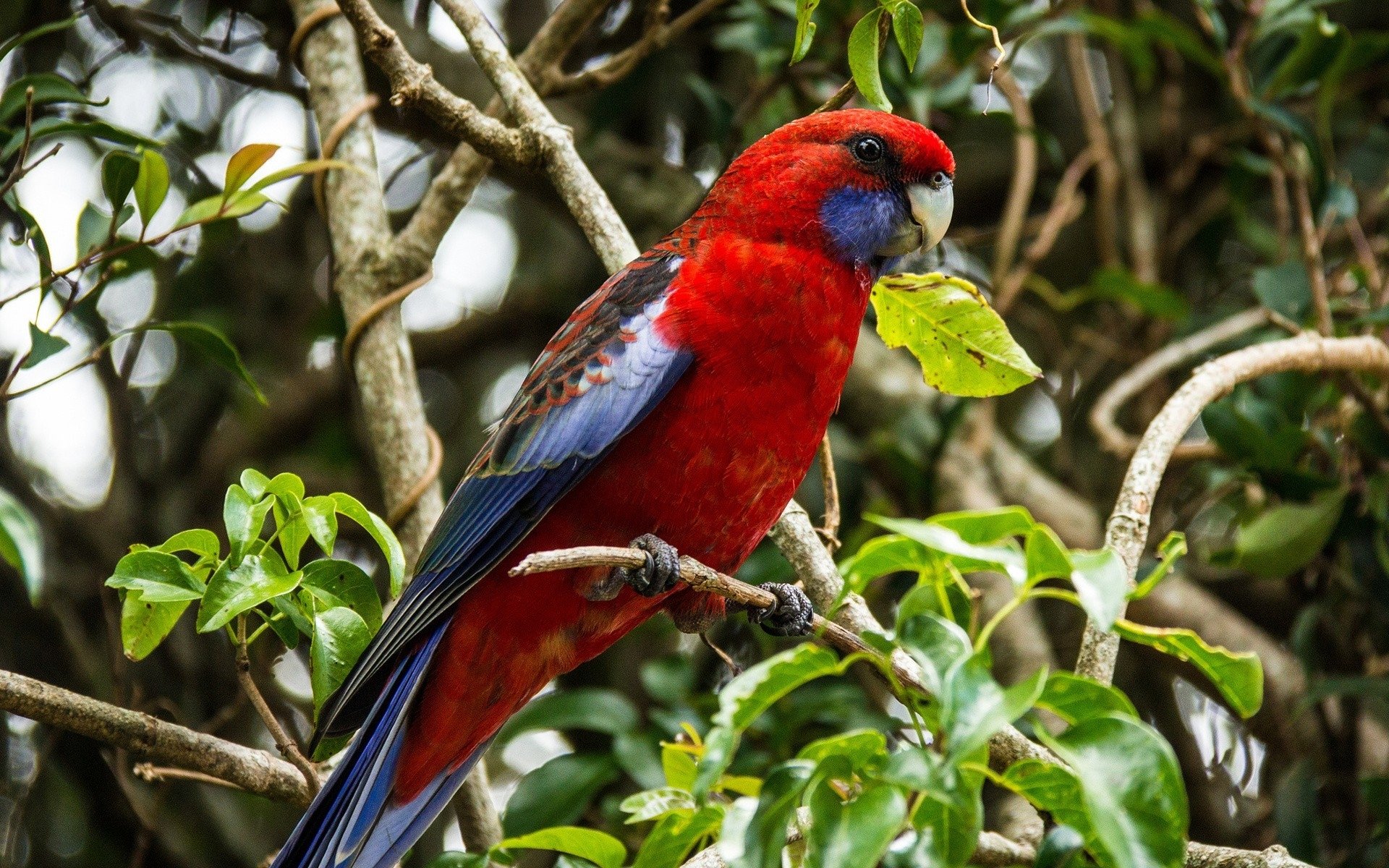 Crimson Rosella: Stunning HD Wallpaper of Nature's Beauty