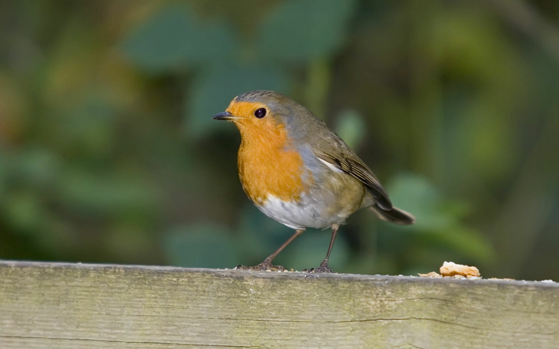 Download Bird Animal Robin HD Wallpaper
