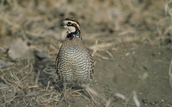 Quail HD Wallpaper | Background Image | 1920x1200