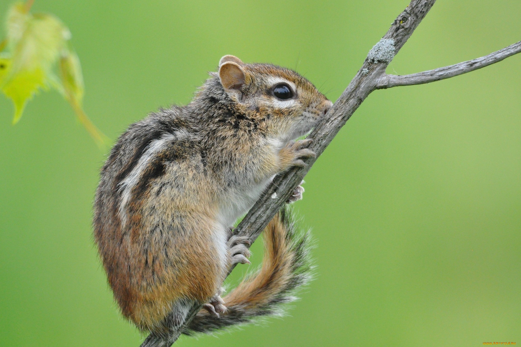 Download Animal Chipmunk HD Wallpaper