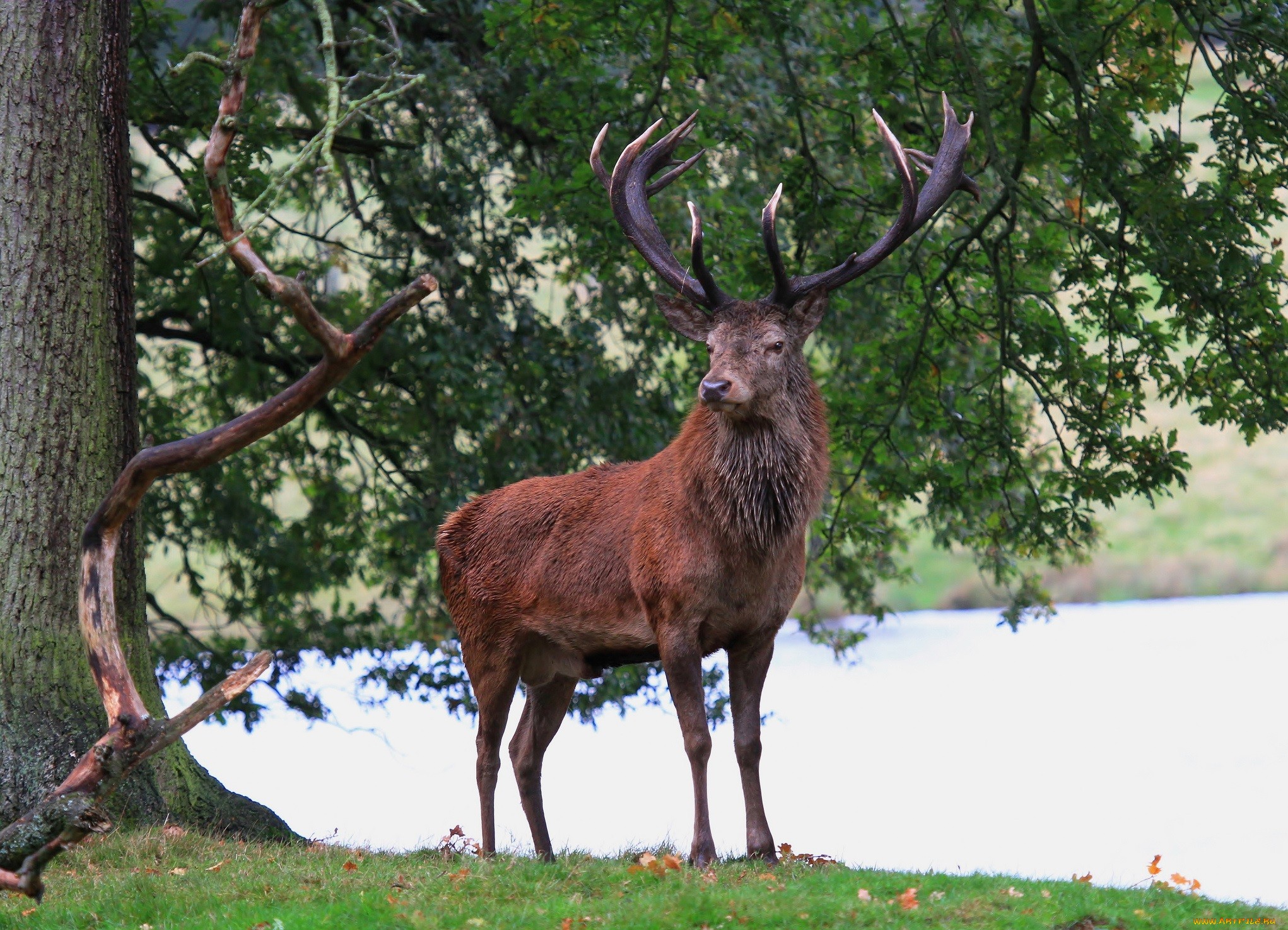 Majestic Deer in Stunning HD Wallpaper