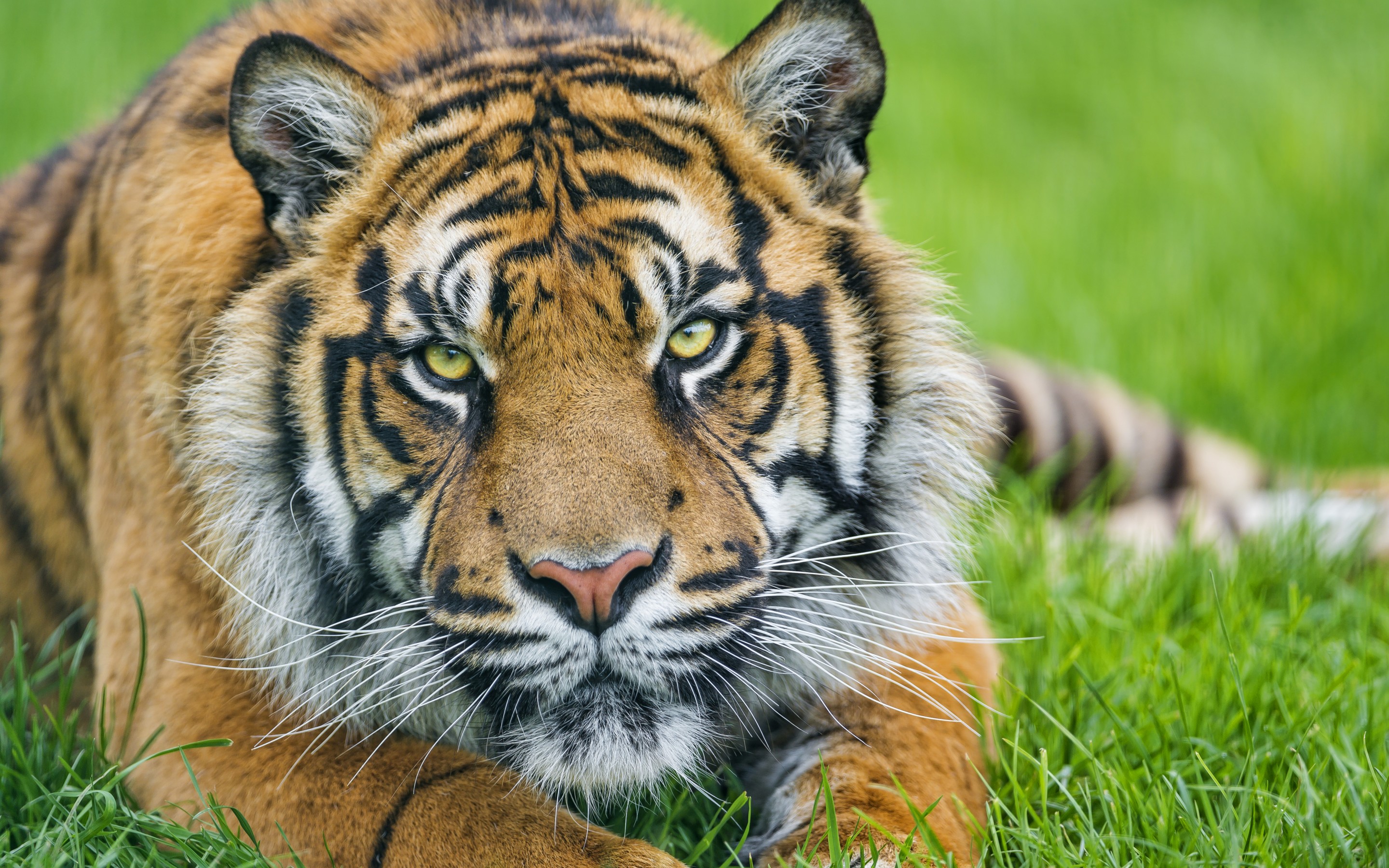Animal Tiger HD Wallpaper
