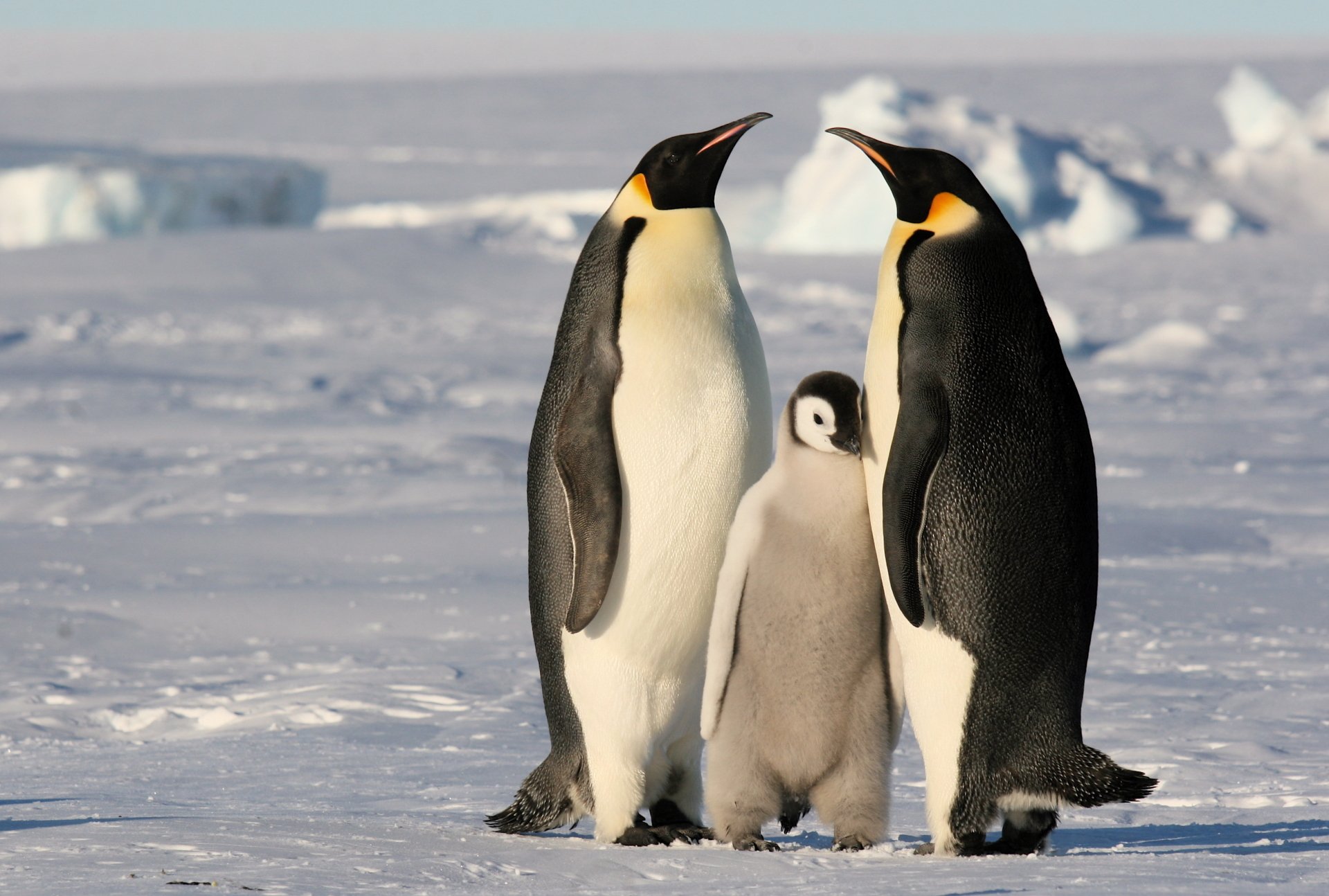 Majestic Emperor Penguins Family – HD Animal Wallpaper