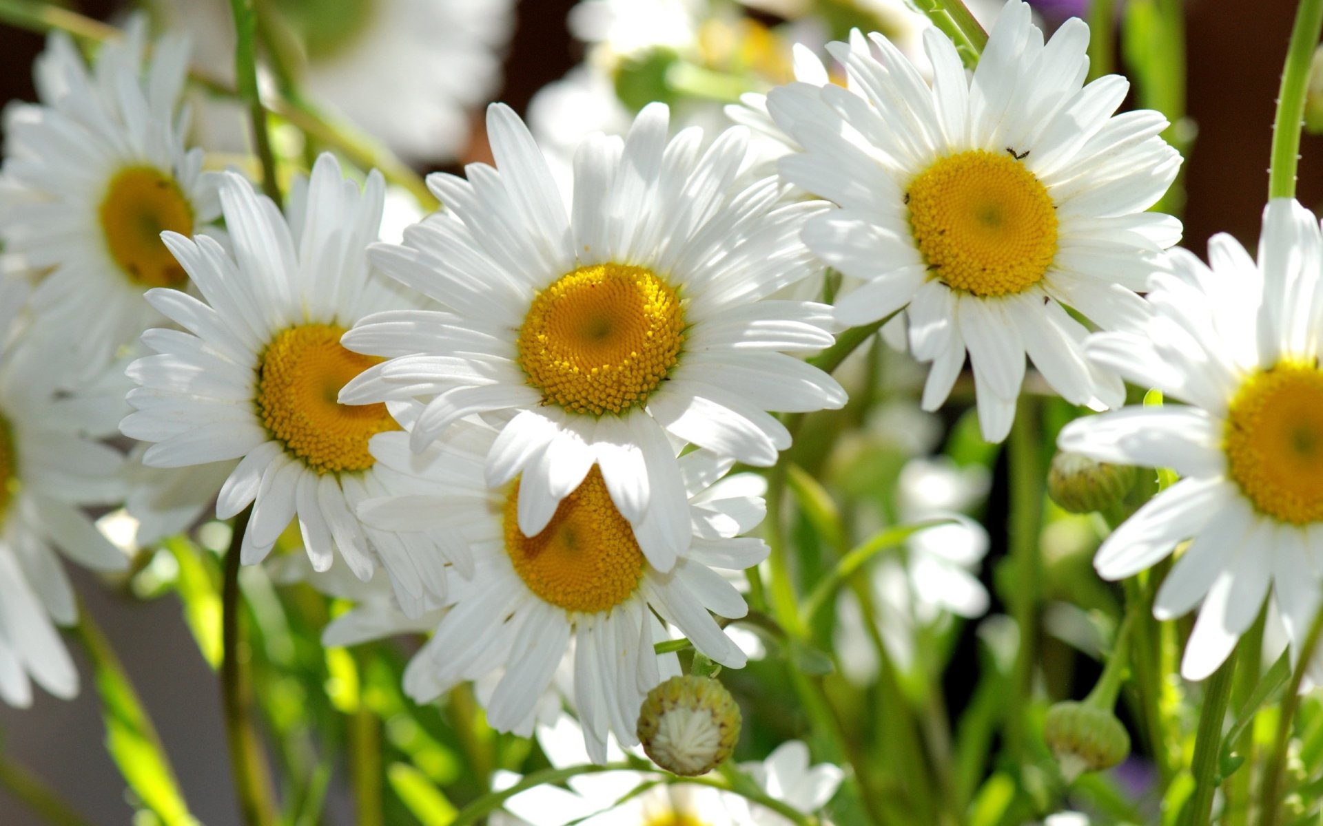 Download Nature Daisy HD Wallpaper | 2560x1600 | Wallpaper Abyss