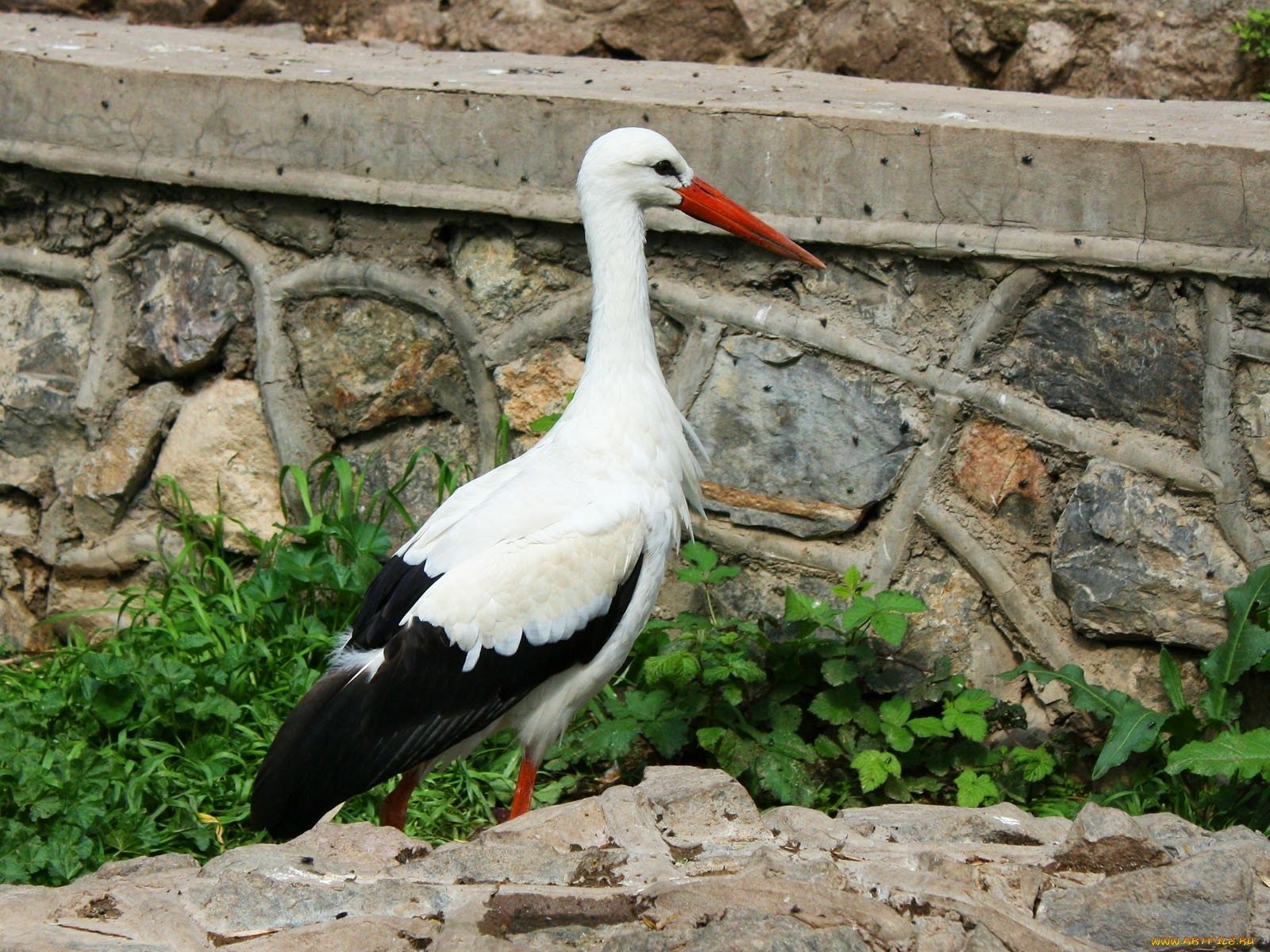 Download Animal White Stork Wallpaper