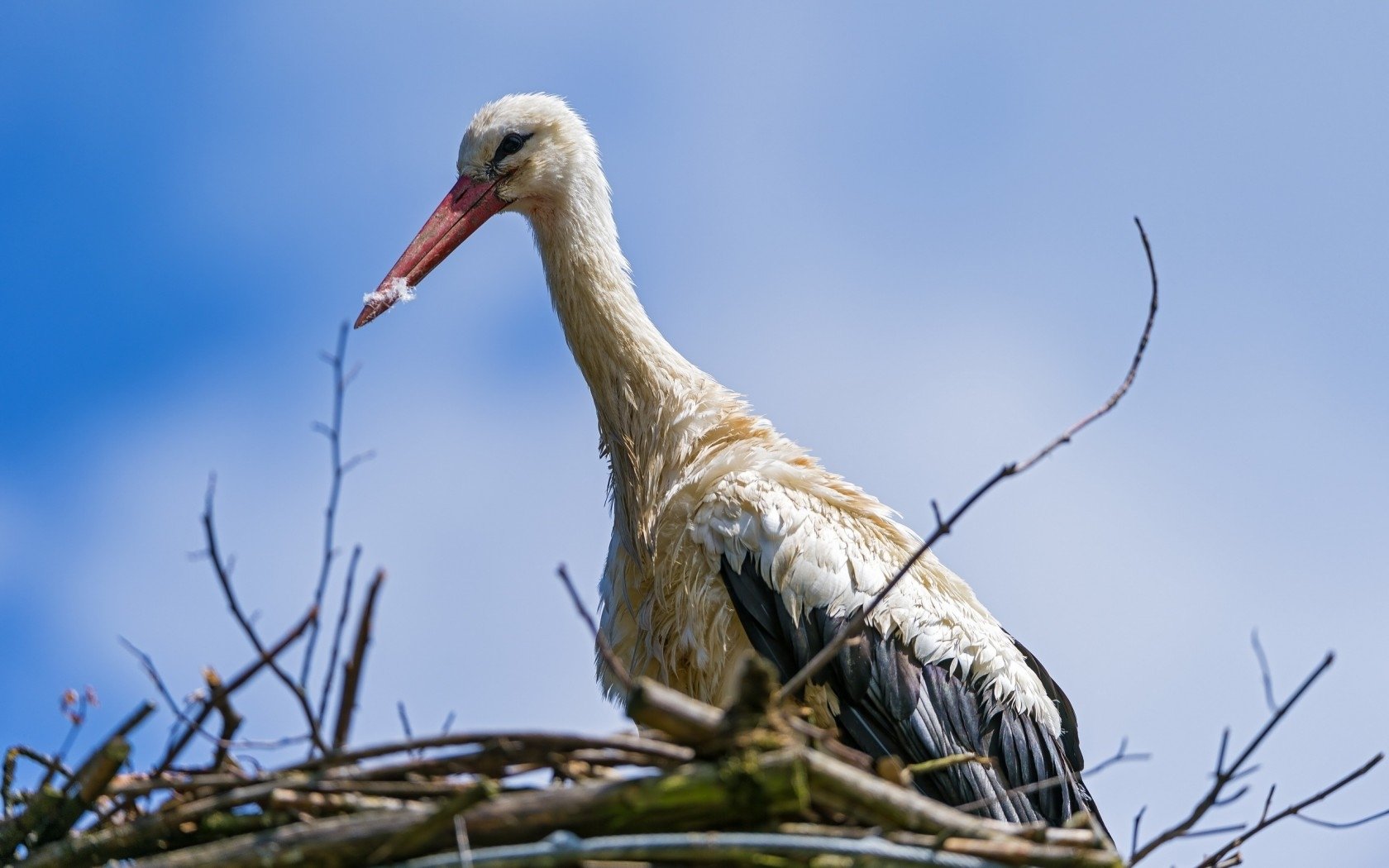 White stork Wallpaper