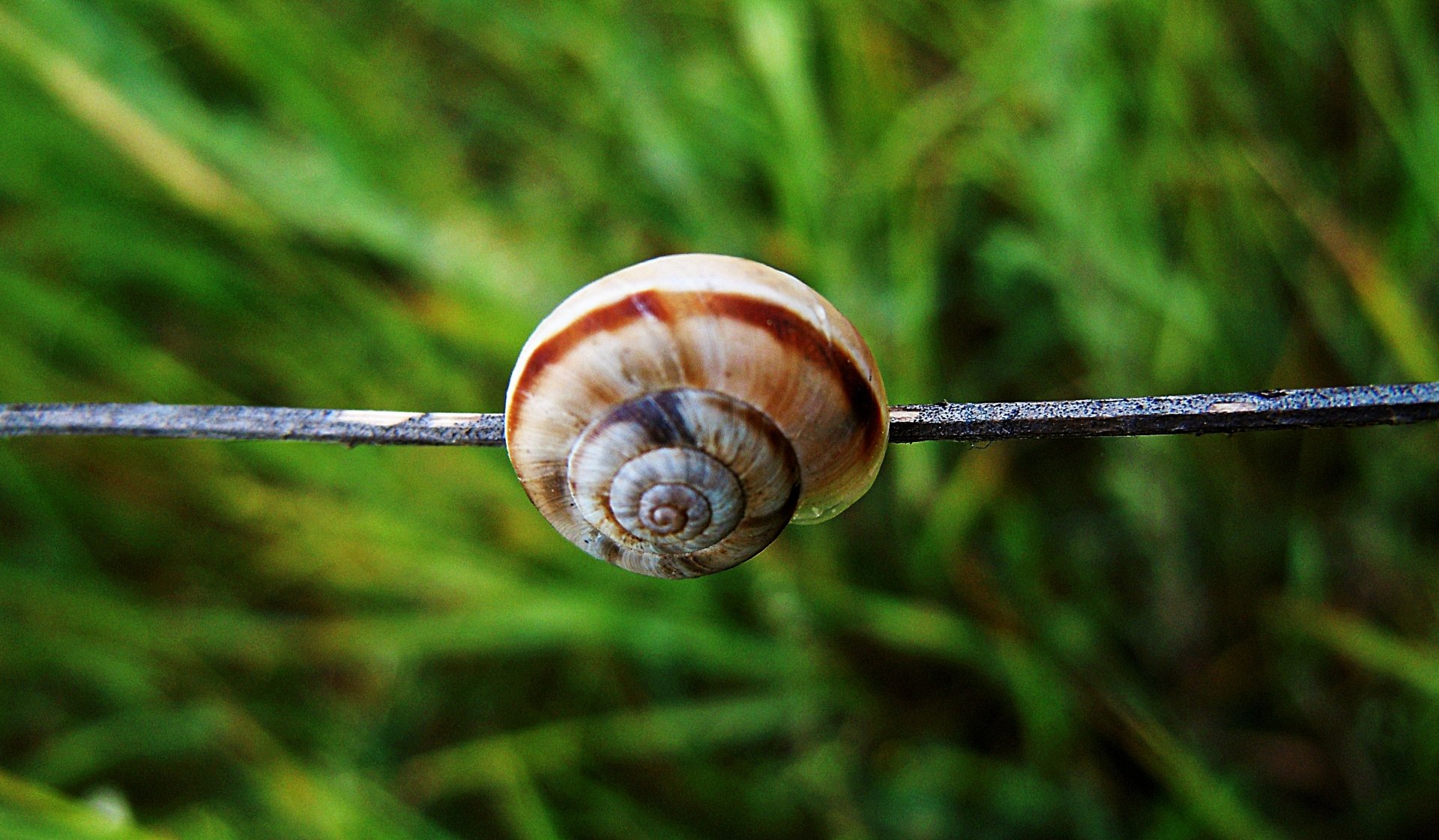 Download Animal Snail 4k Ultra HD Wallpaper