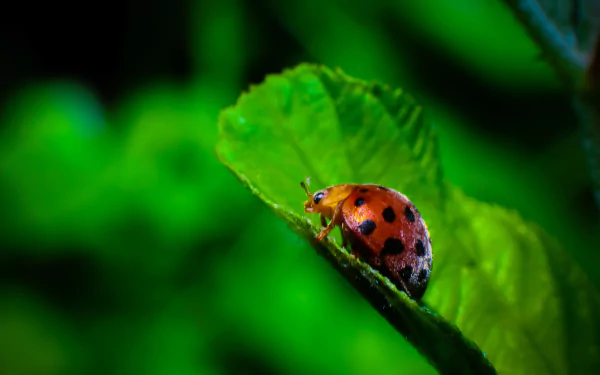 [70+] Ladybug 4k Wallpapers