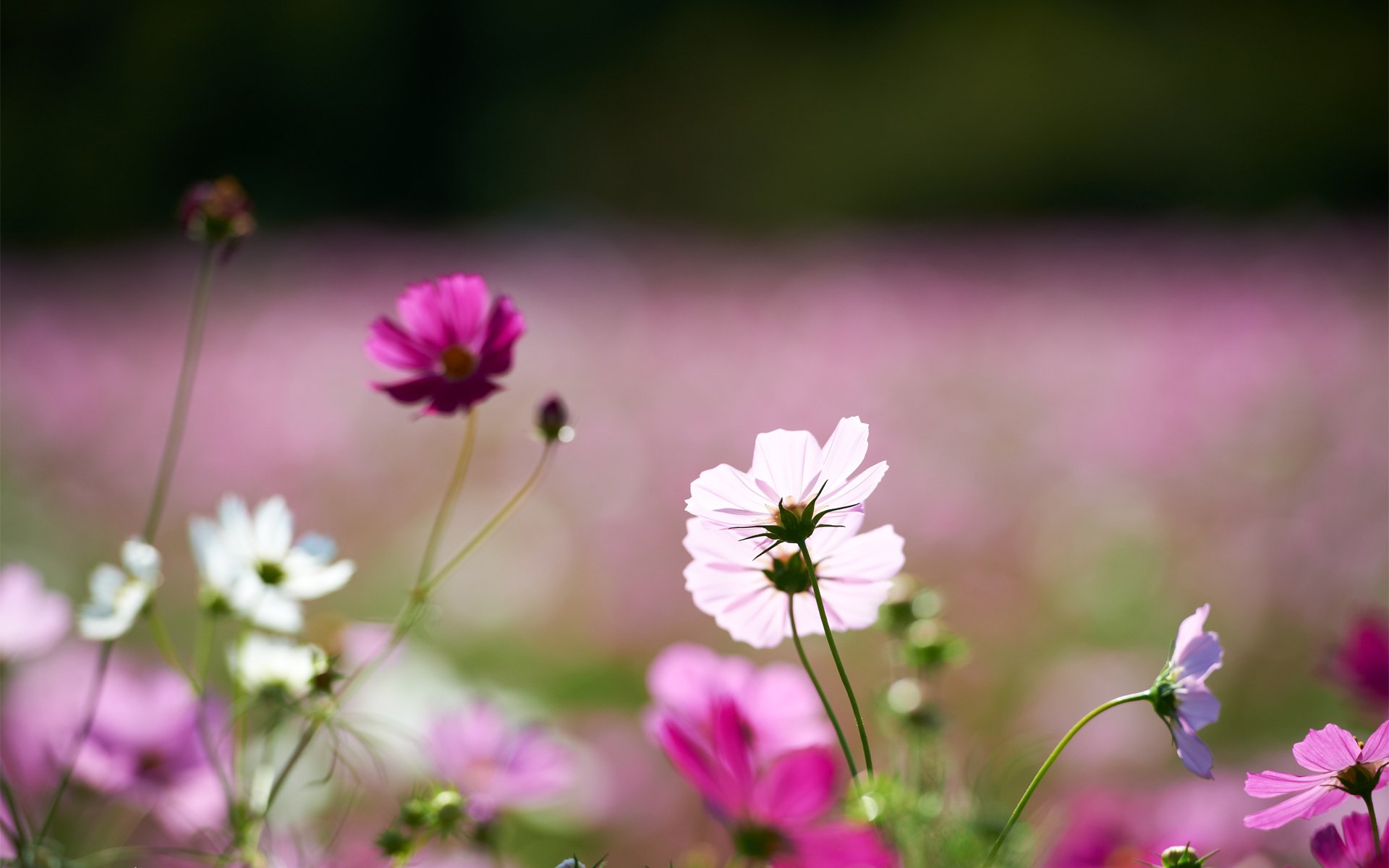Download Nature Flower HD Wallpaper