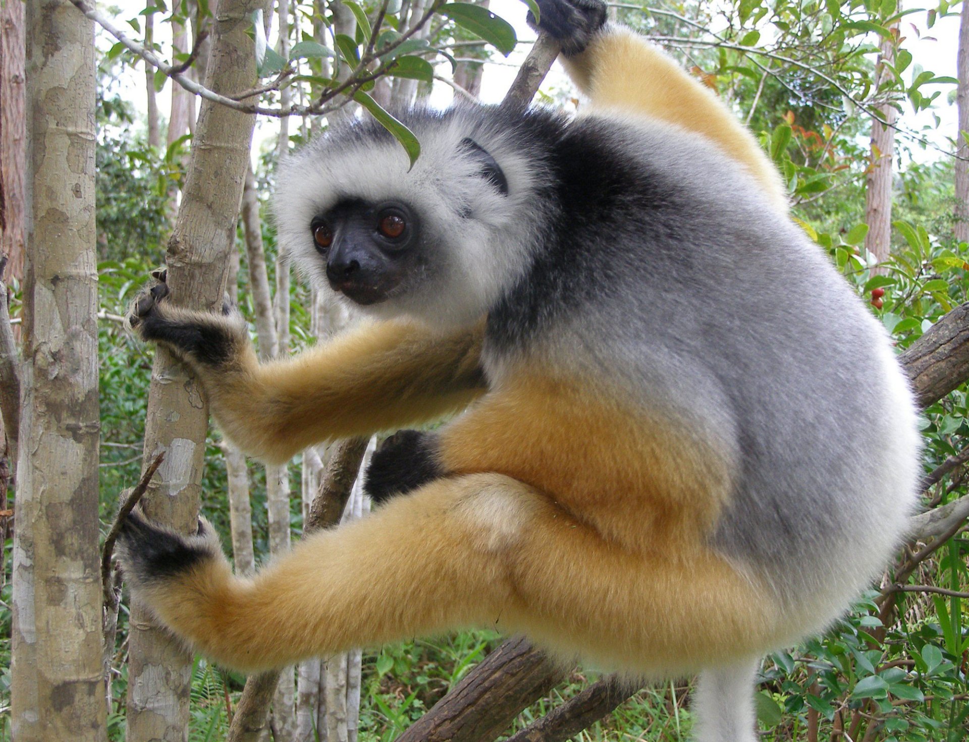 Download Lemur Animal Monkey HD Wallpaper