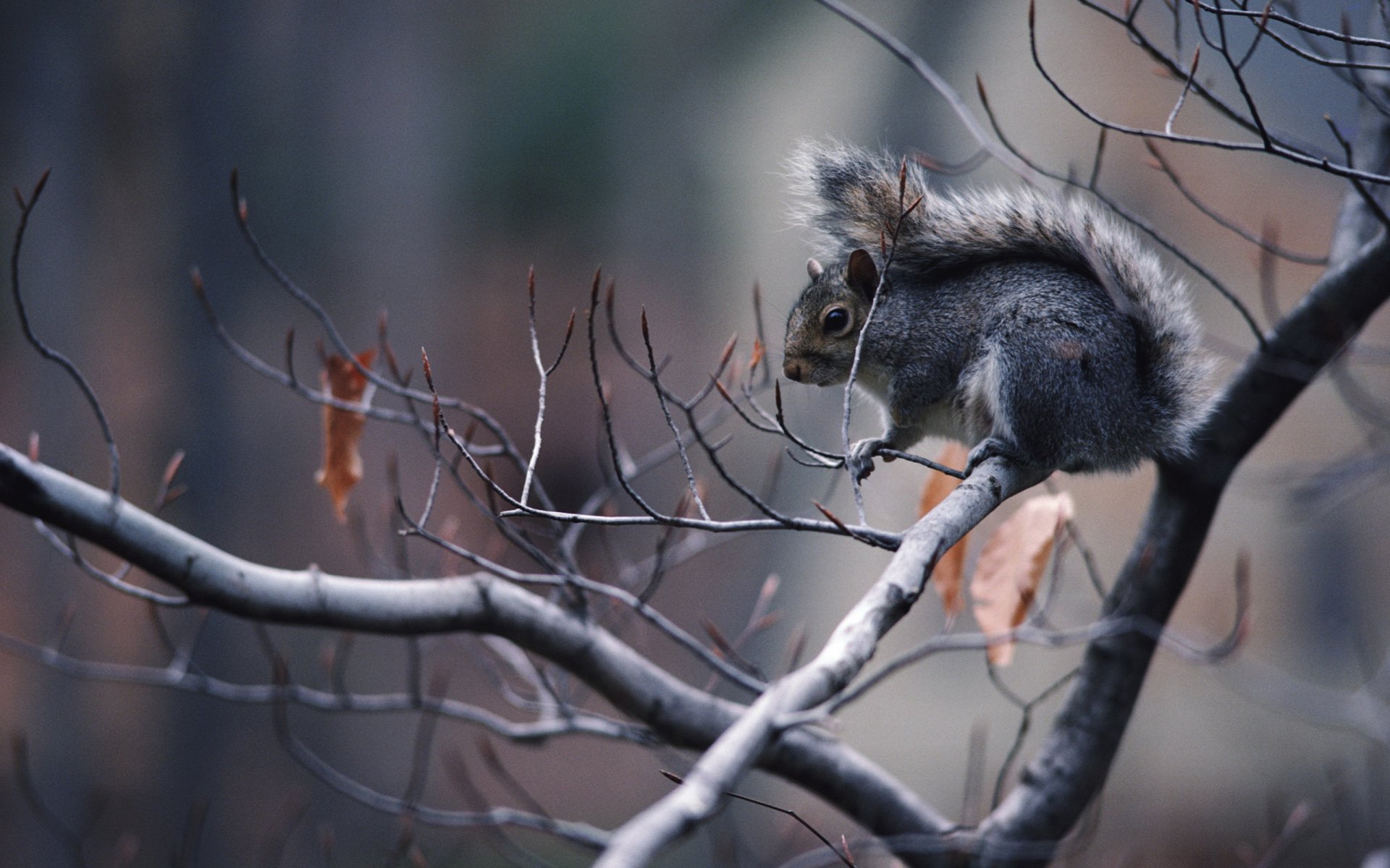 HD Wallpaper of a Squirrel Among the Branches
