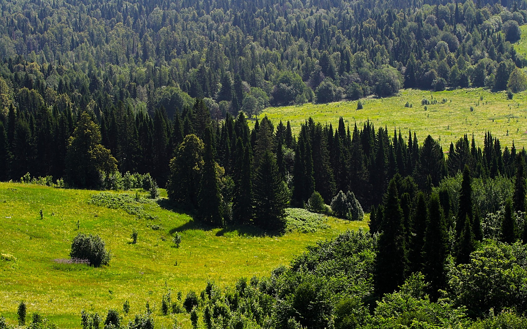 Download Nature Forest Wallpaper
