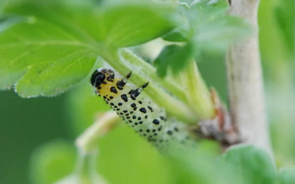 [10+] Caterpillar 4k Wallpapers