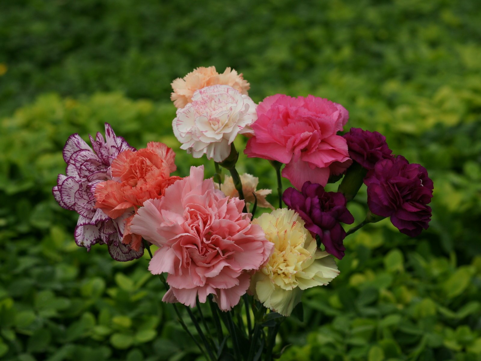 Download Flower Nature Carnation Wallpaper