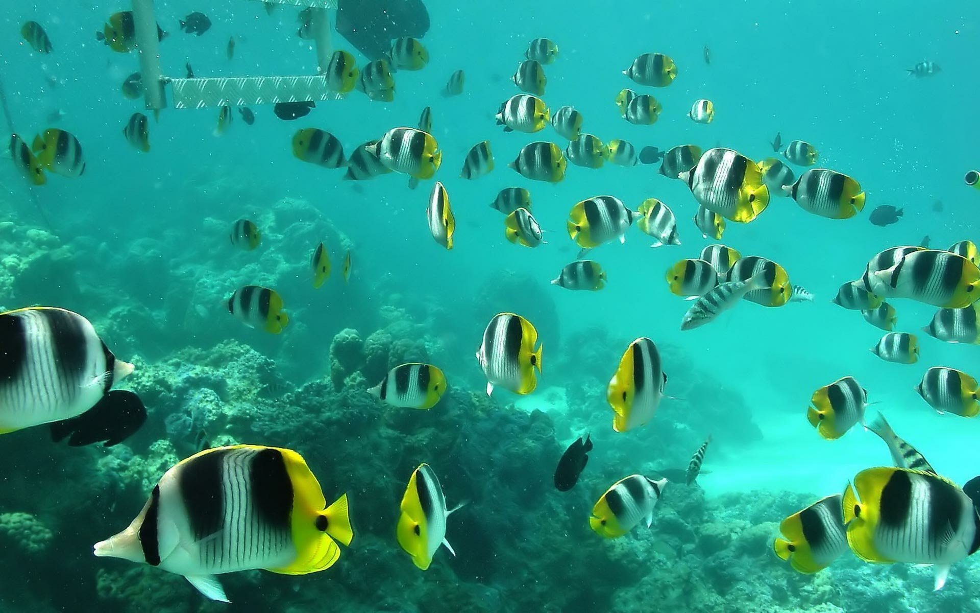 Download Fish Animal Butterflyfish HD Wallpaper