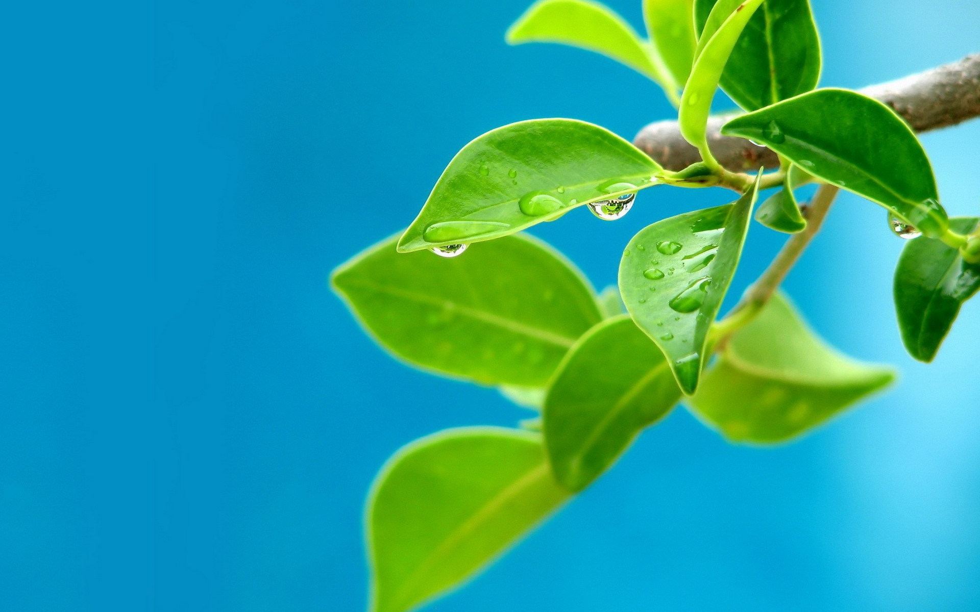 Download Nature Branch HD Wallpaper