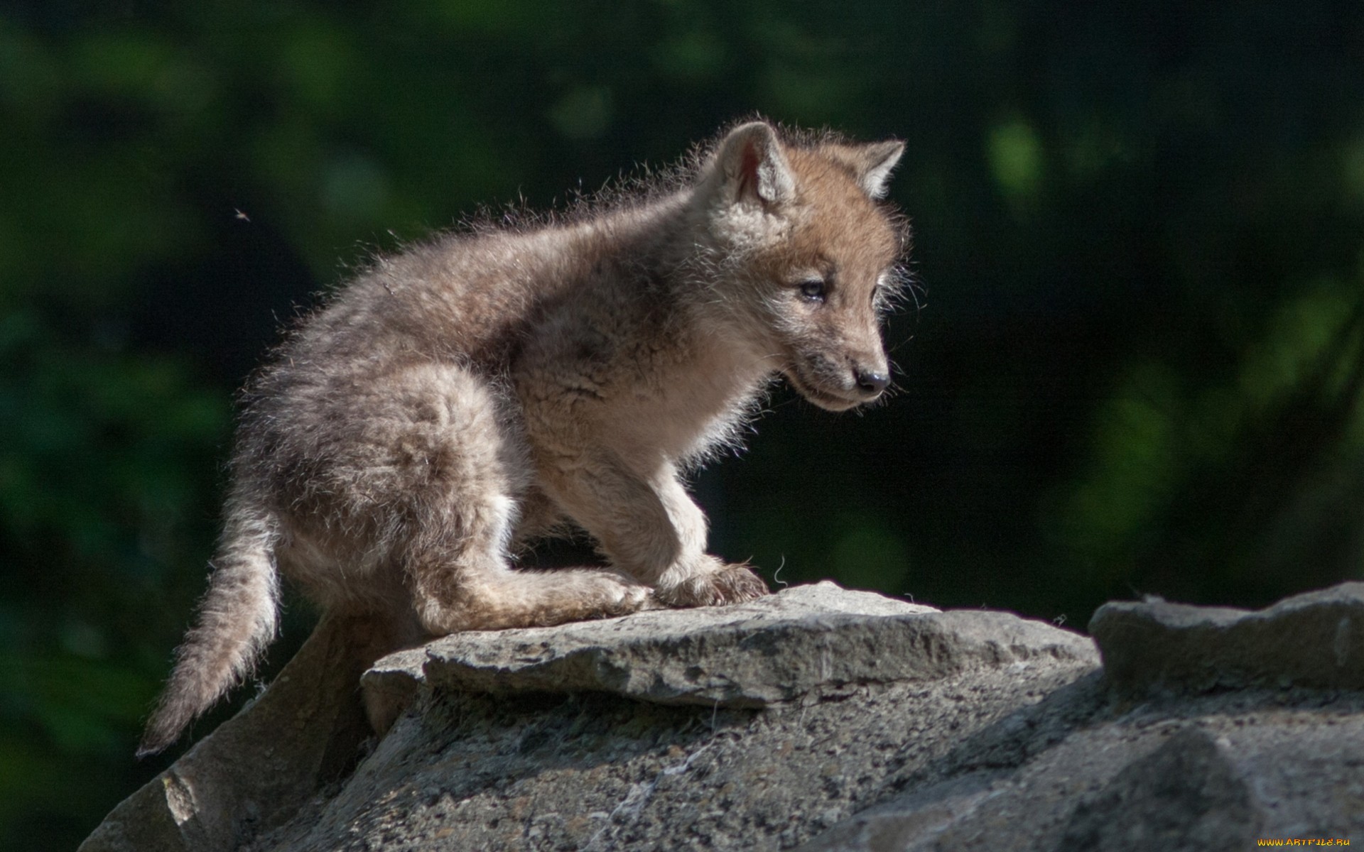 Adorable Wolf Cub HD Wallpaper