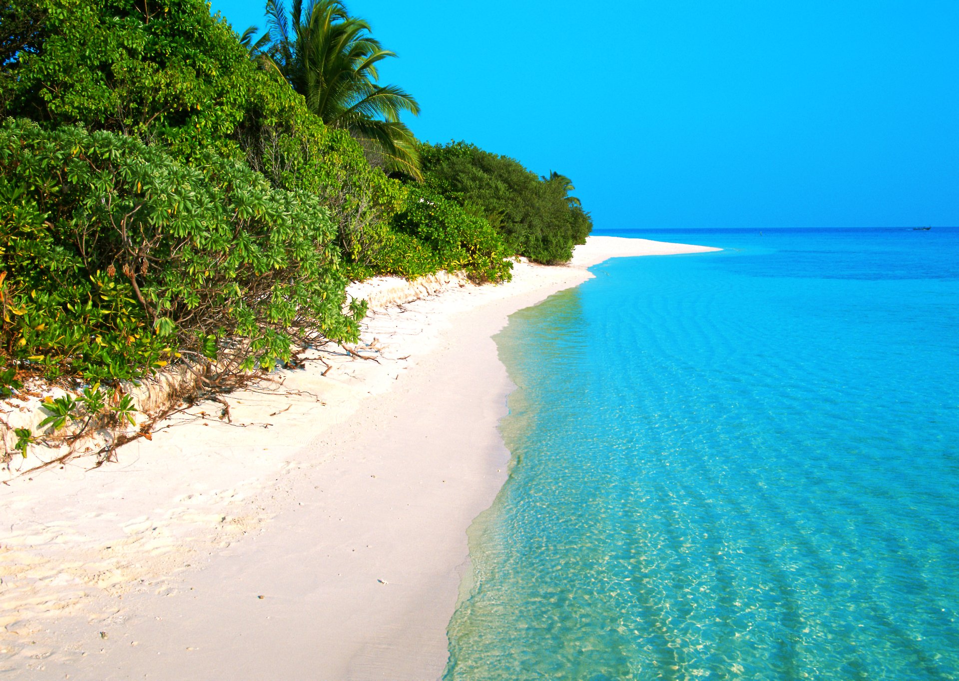 Tropical Ocean Bliss: HD Beach Nature Escape