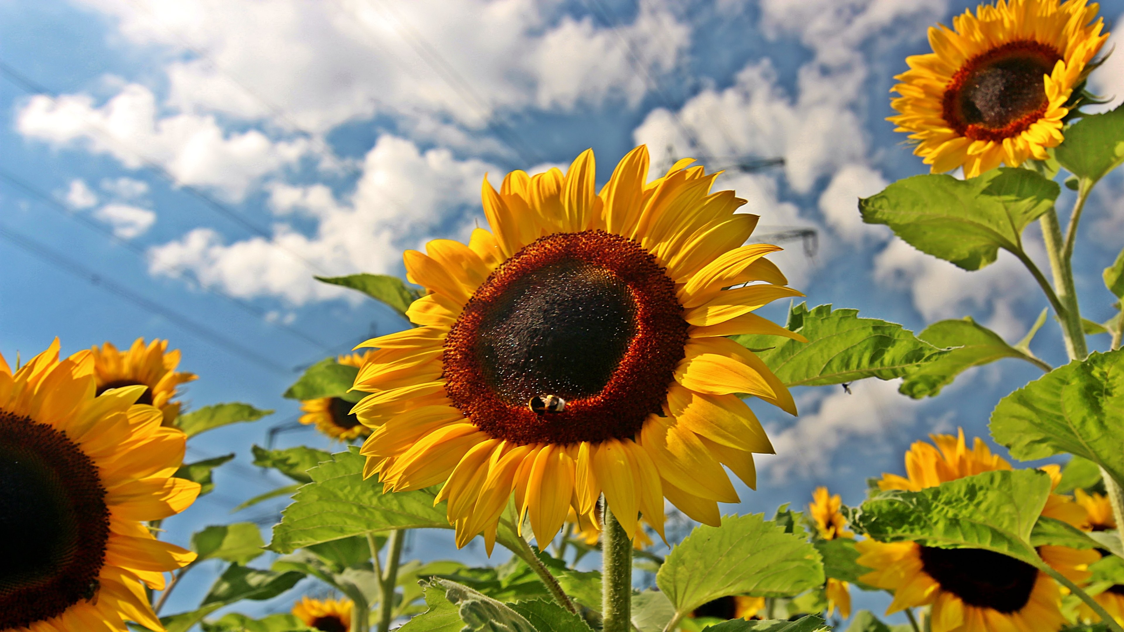 Sunflower Pic Wallpaper 4k Infoupdate Sunflower Pic Wallpaper 4k Infoupdate