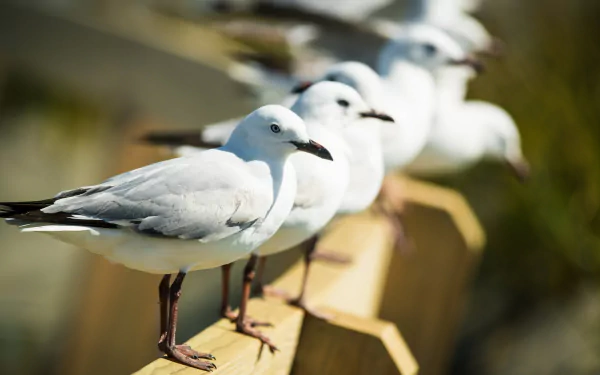 [40+] Seagull 4k Wallpapers