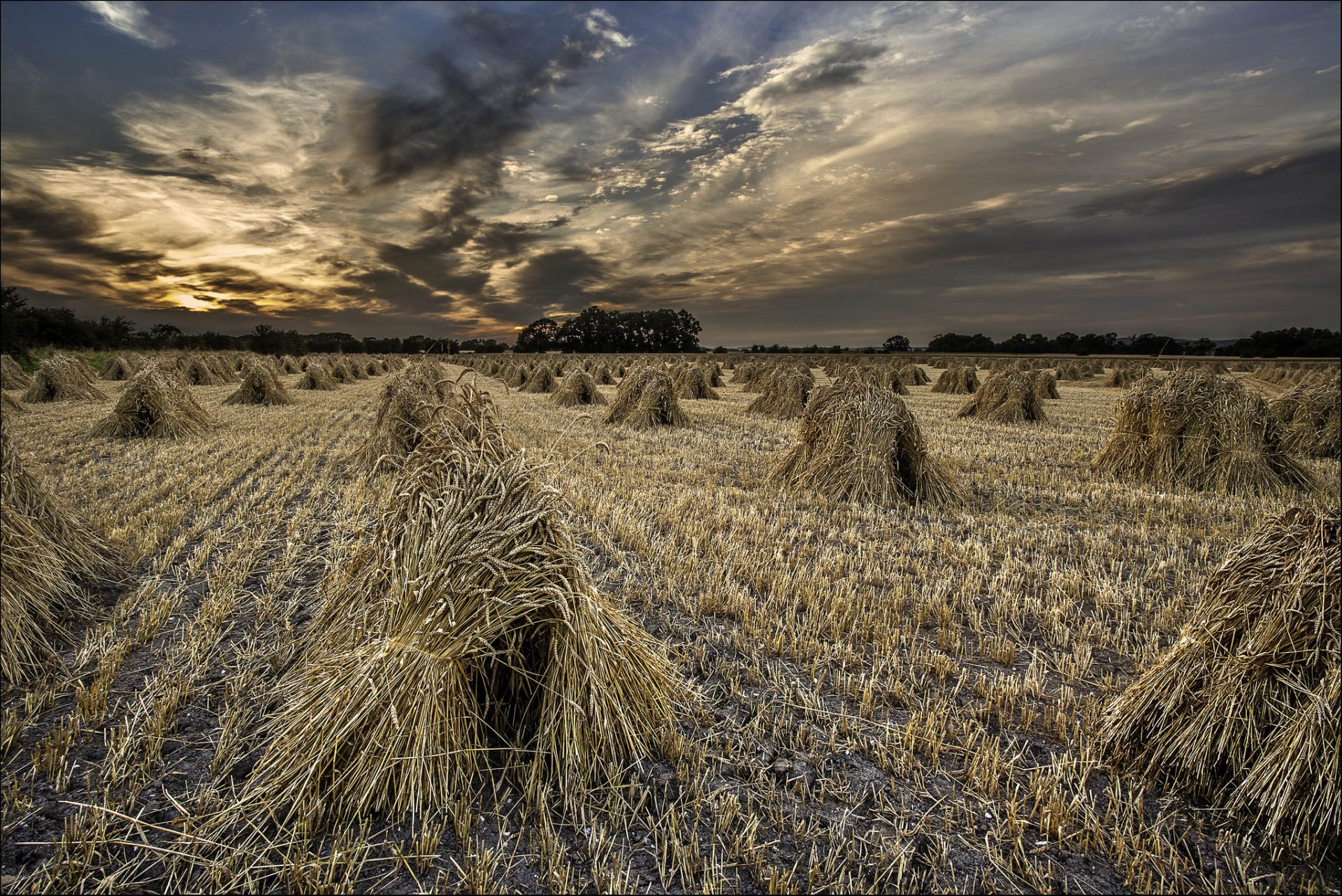 Golden Harvest: Stunning HD Nature Field Wallpaper