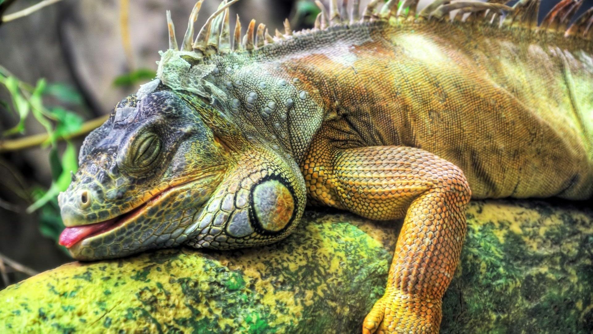 Download Lizard Animal Iguana HD Wallpaper