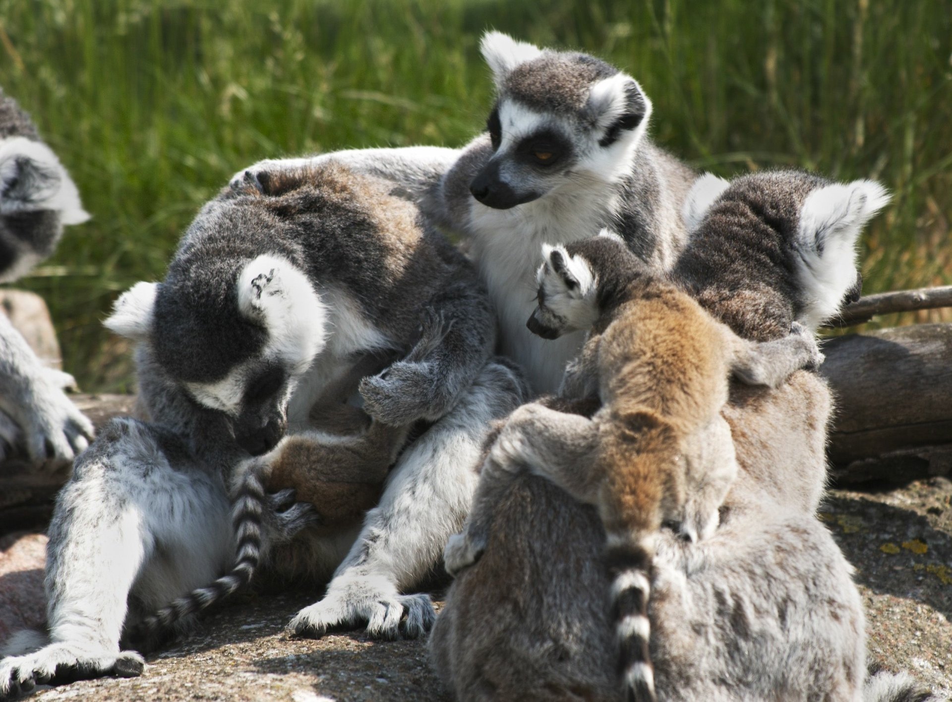 Download Animal Lemur HD Wallpaper