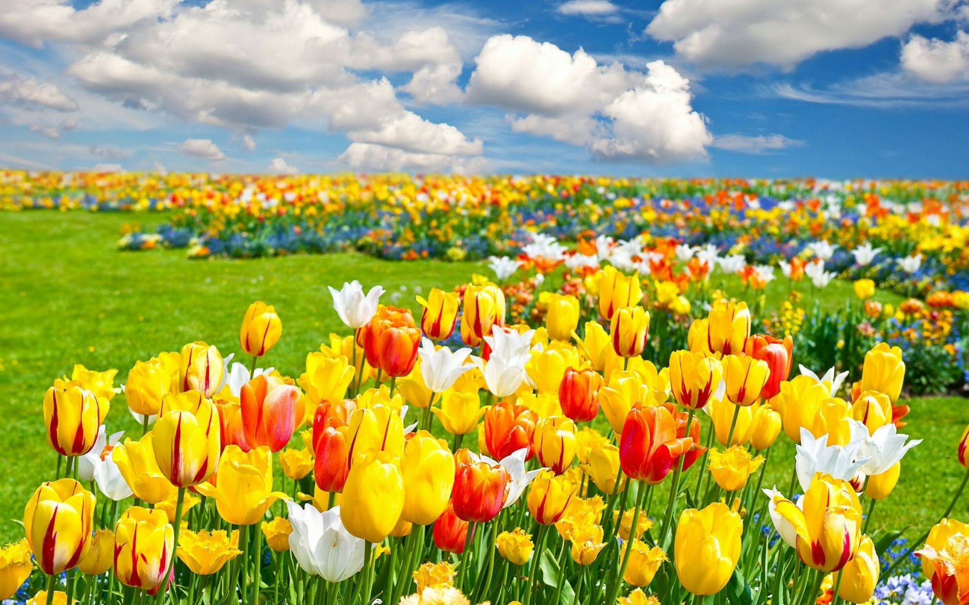 Download Flower Nature Tulip HD Wallpaper | 2560x1600 | Wallpaper Abyss