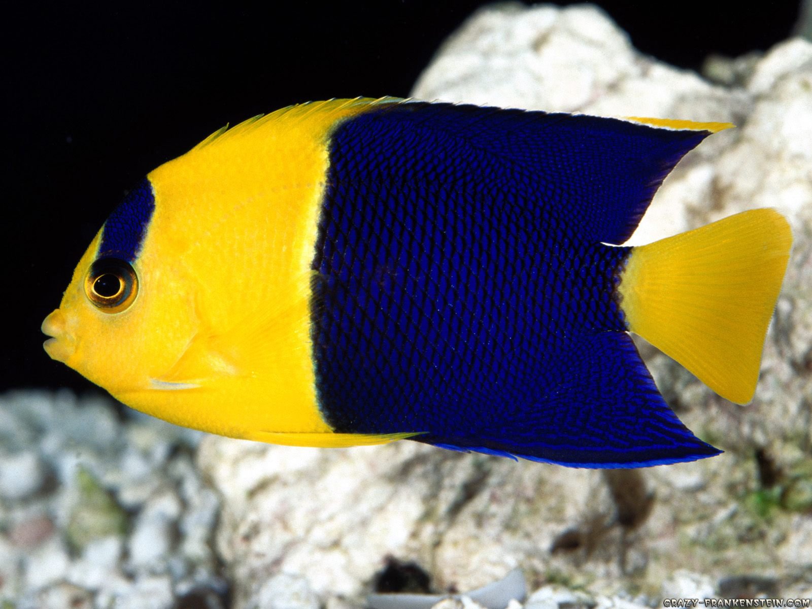 Vivid Bicolor Angelfish — HD Fish Wallpaper