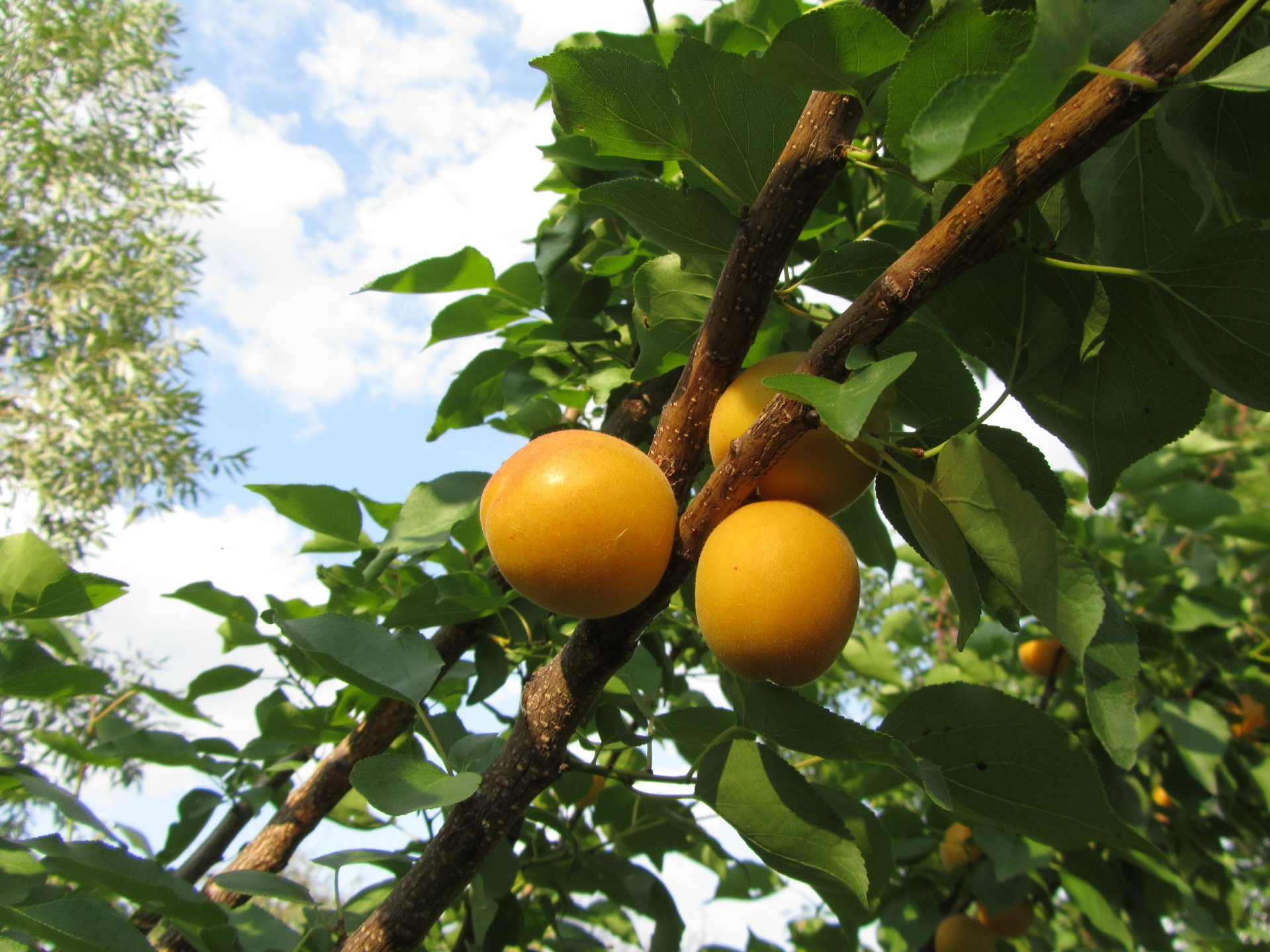 Download Nature Apricot Tree 4k Ultra HD Wallpaper by Vergilius