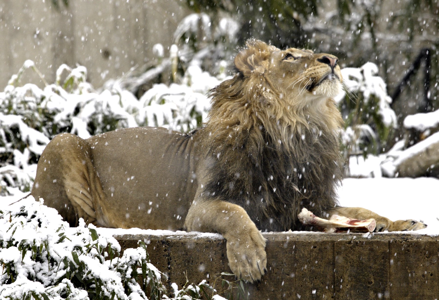 Majestic Lion in Winter at Smithsonian Zoo – HD Wildlife Wallpaper