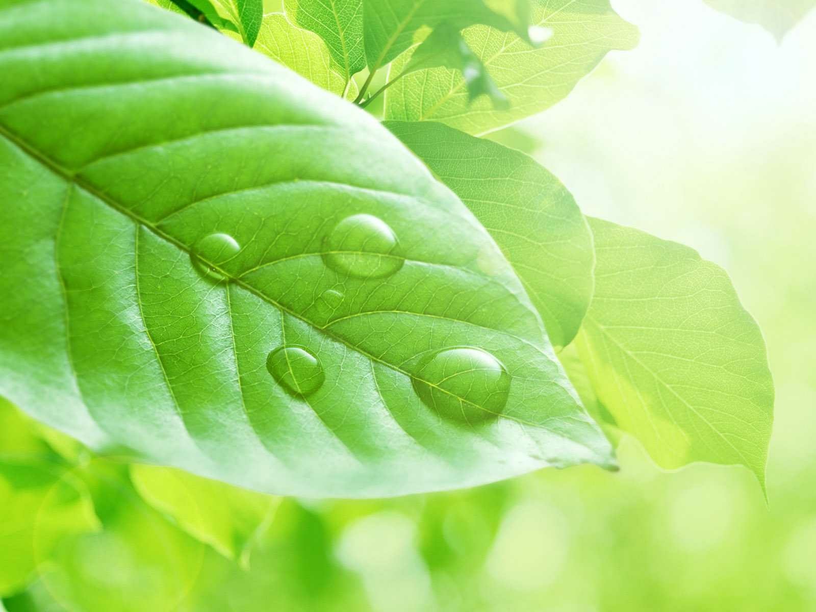 Nature Leaf Wallpaper