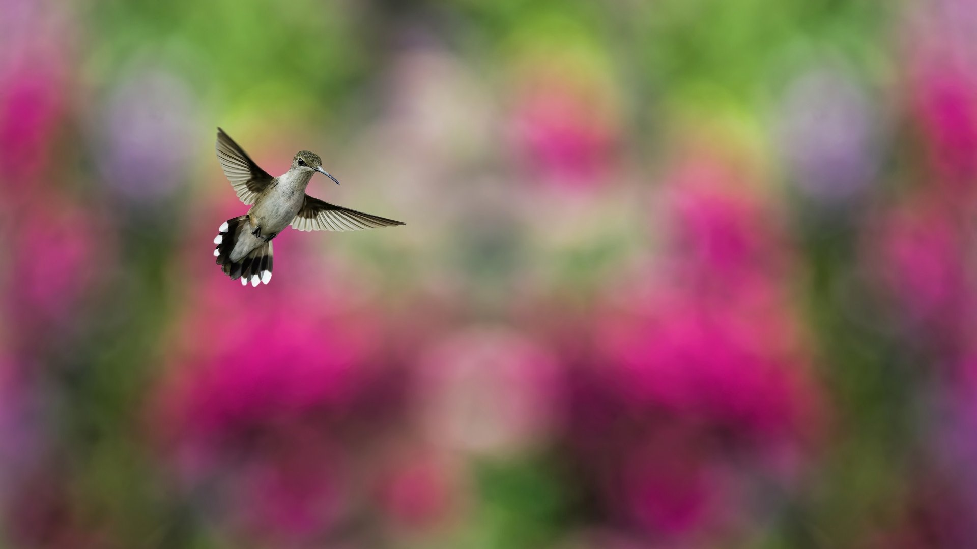 4K Ultra HD Hummingbird in Flight - Stunning Animal Wallpaper