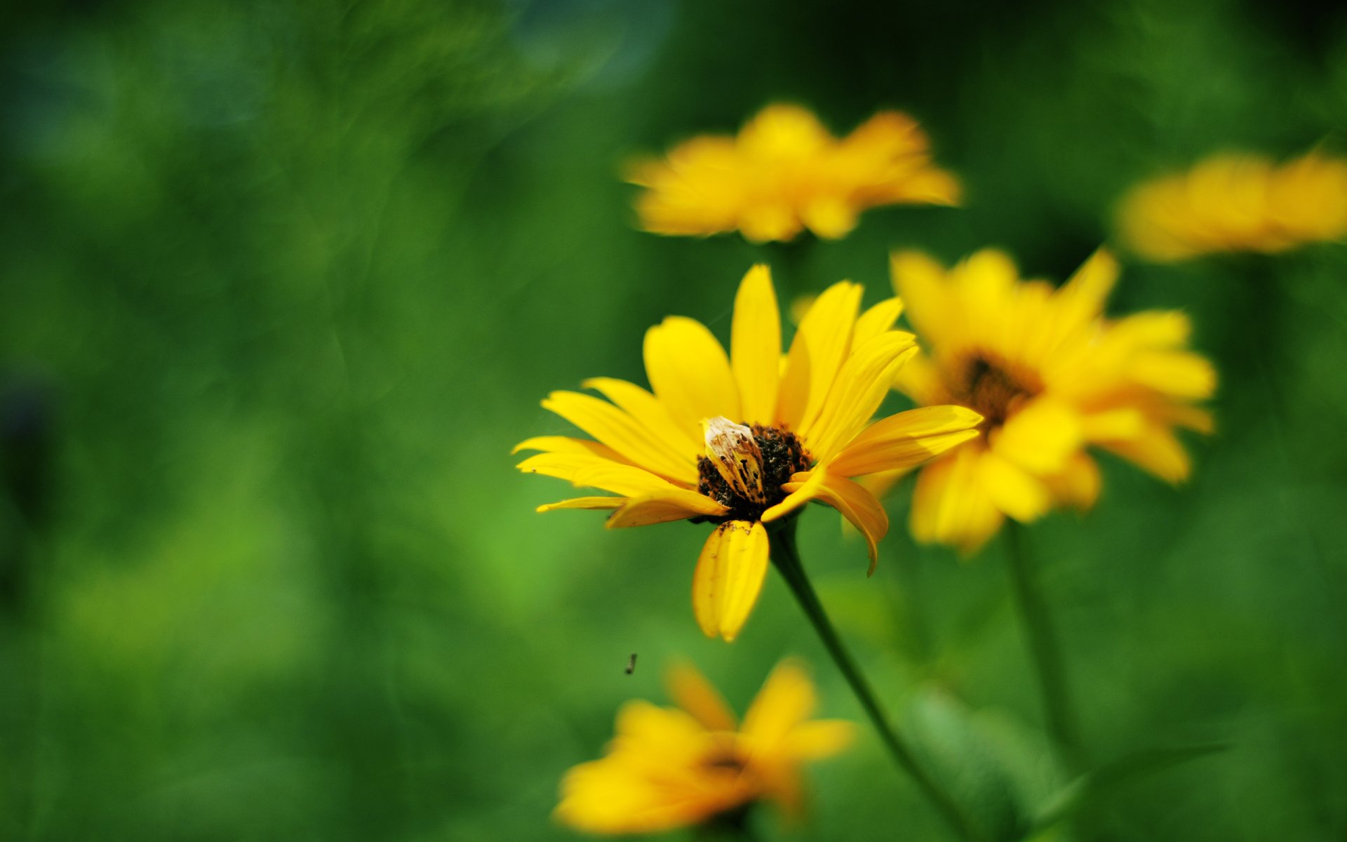 Radiant Nature: HD Blooming Yellow Flowers Wallpaper by Noise-Less ...
