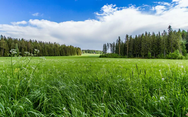 [580+] Field 4k Wallpapers