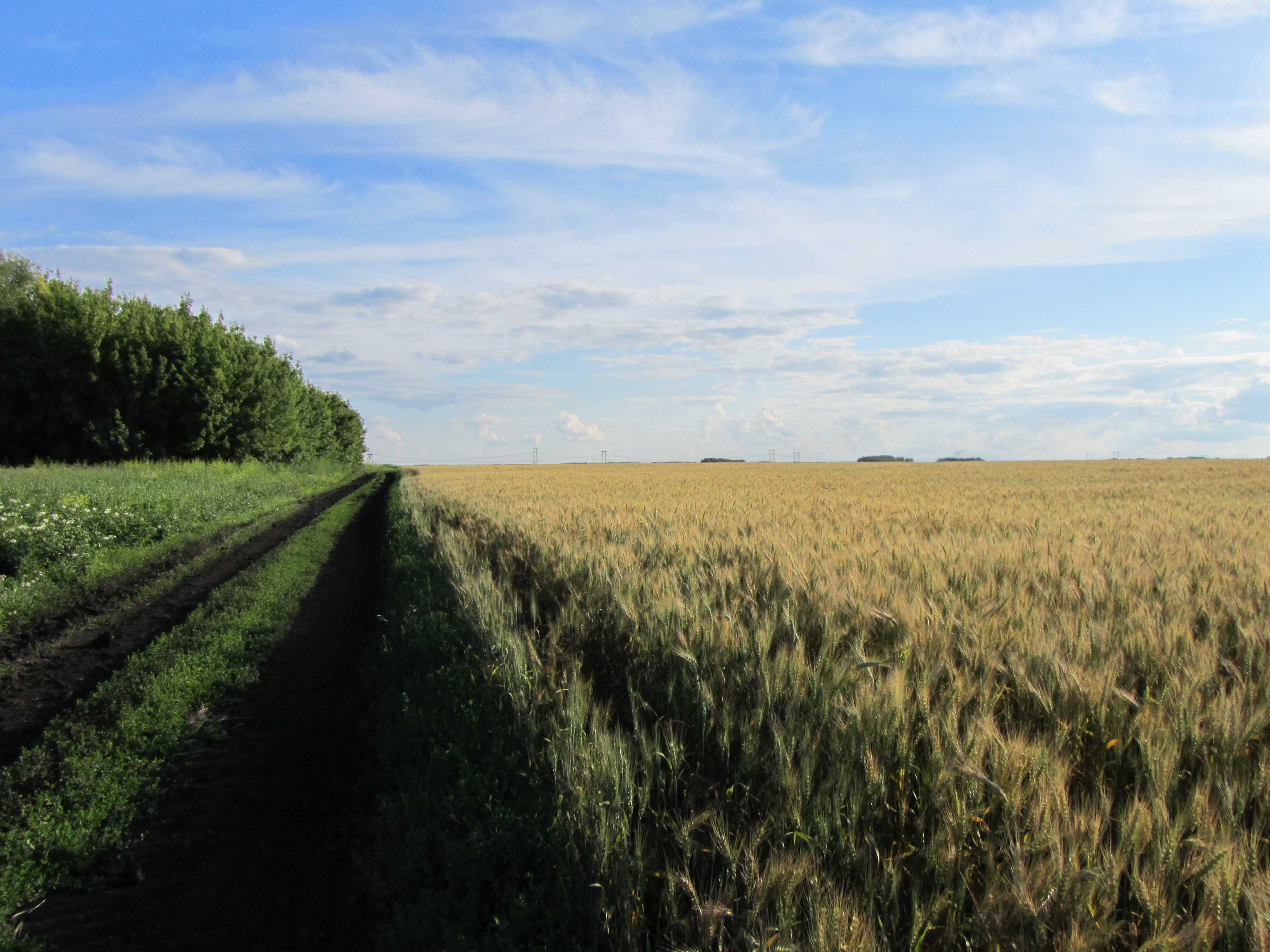 Download Nature Field 4k Ultra HD Wallpaper by Vergilius