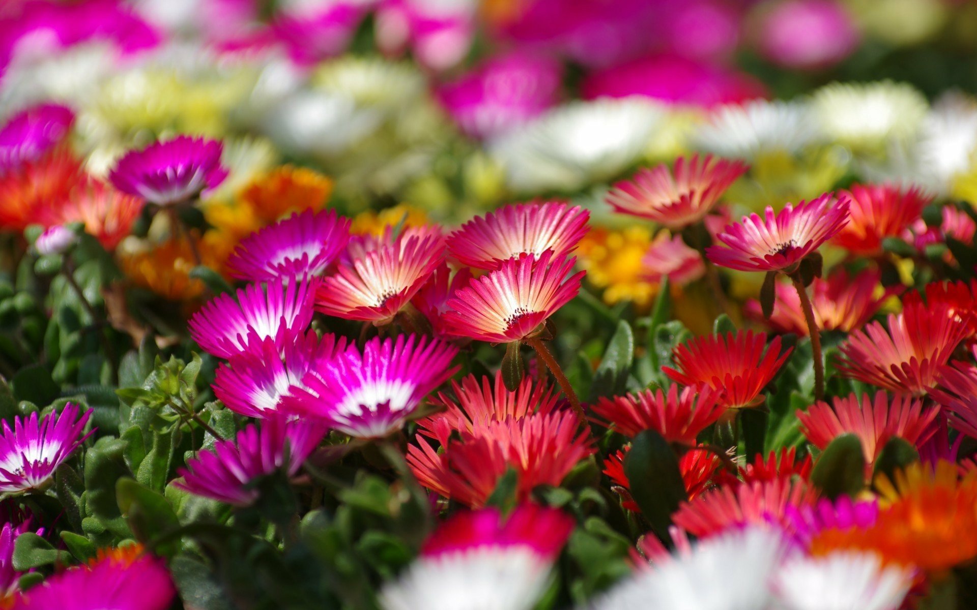 Download Nature Flower HD Wallpaper