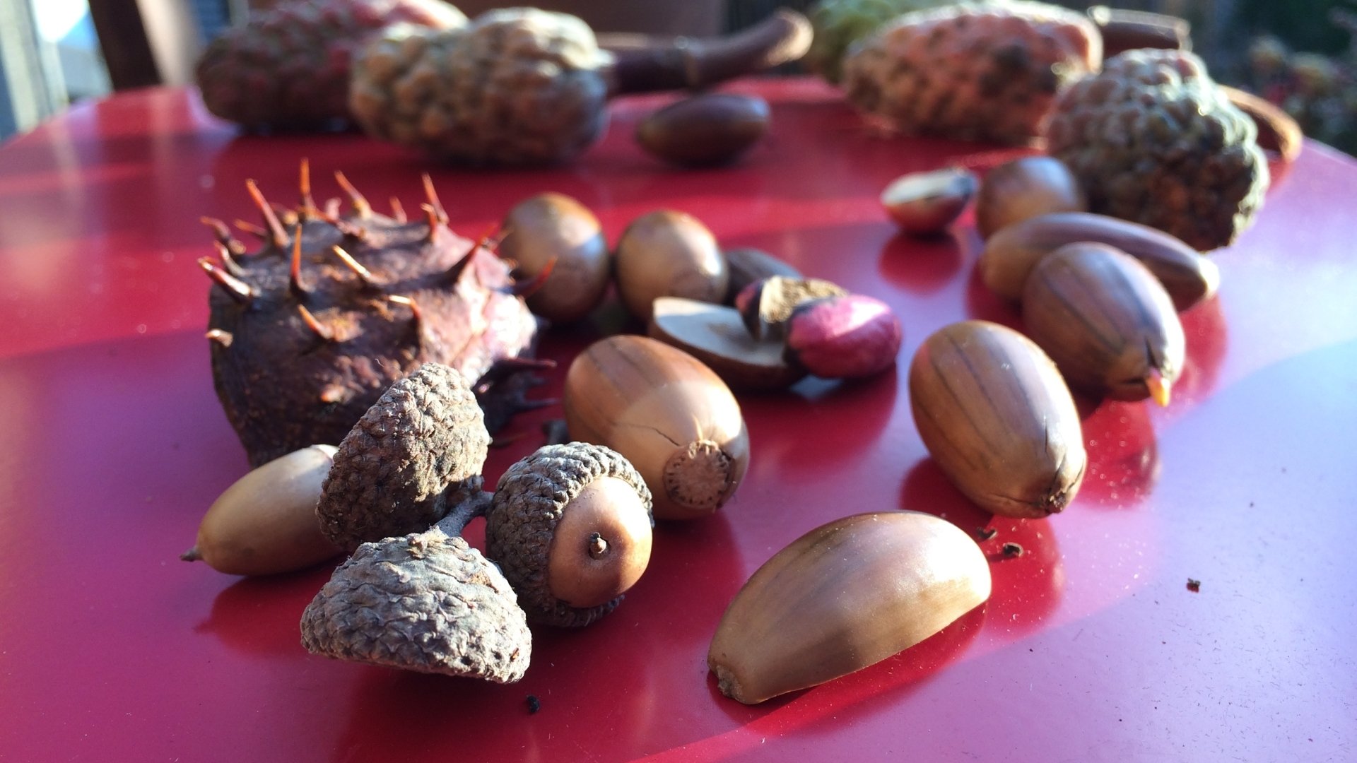 Download Nature Acorn HD Wallpaper