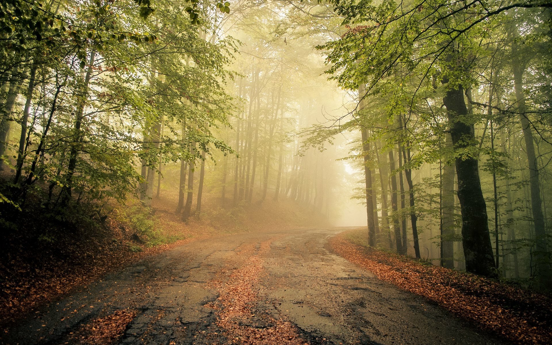 Forest Fog Path Road