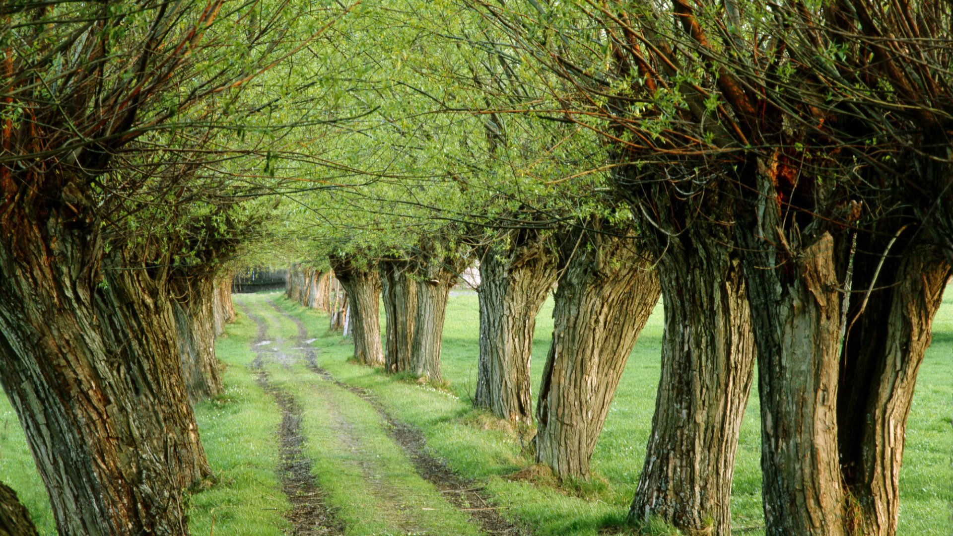 Download Tree Man Made Road HD Wallpaper