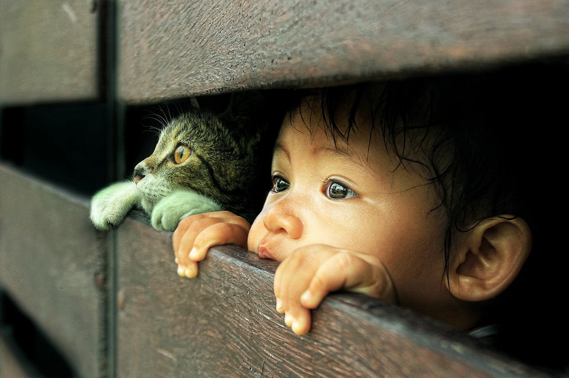Cute Cat and Child: HD Wallpaper of Adorable Moments