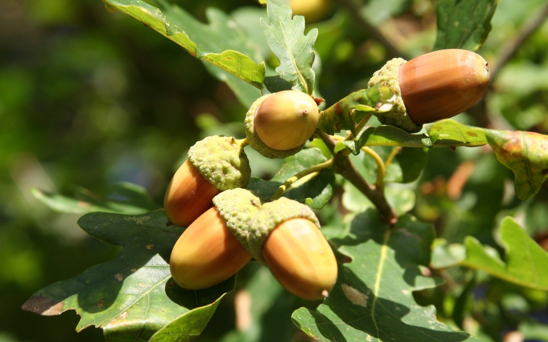 Download Nature Acorn HD Wallpaper