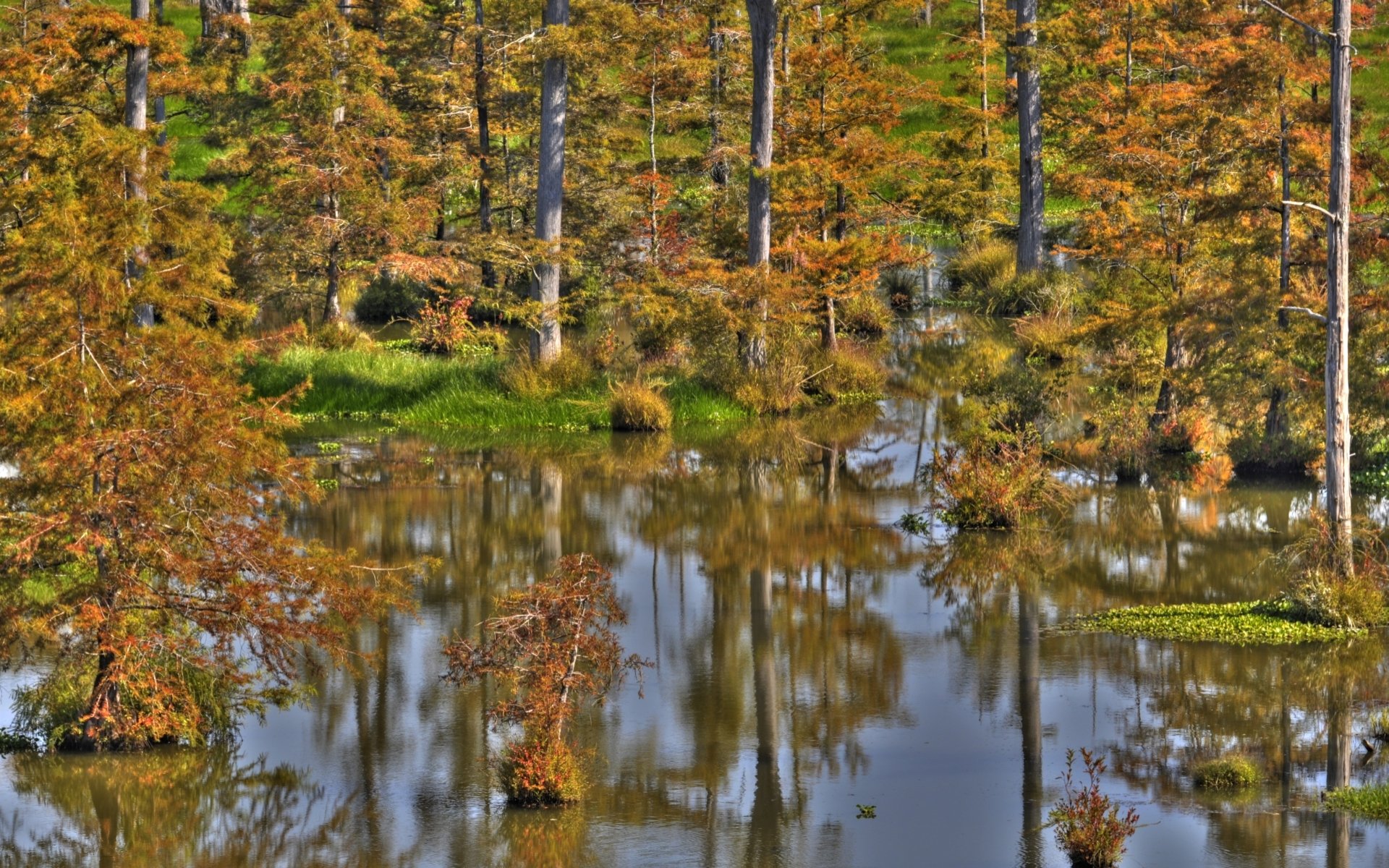 Download Nature Swamp HD Wallpaper