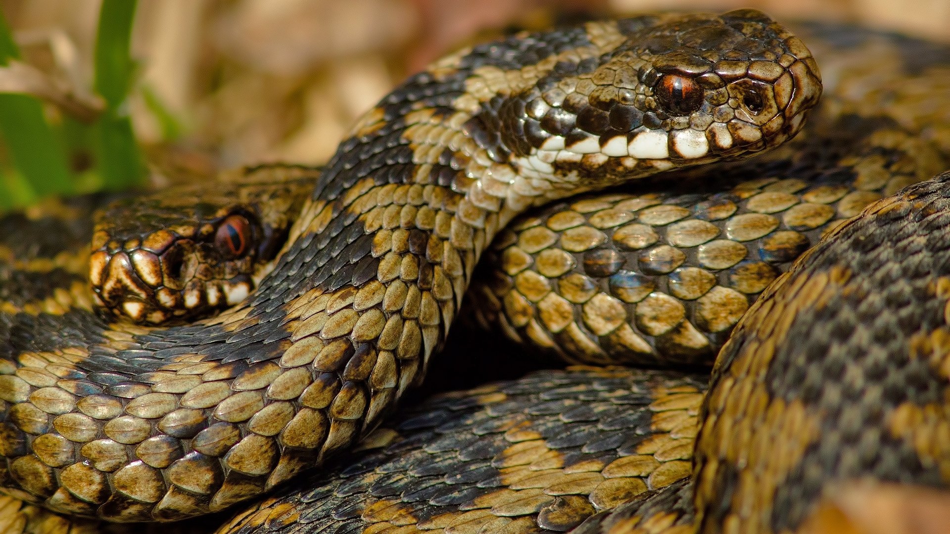 Majestic Vipers: Stunning HD Snake Wallpaper