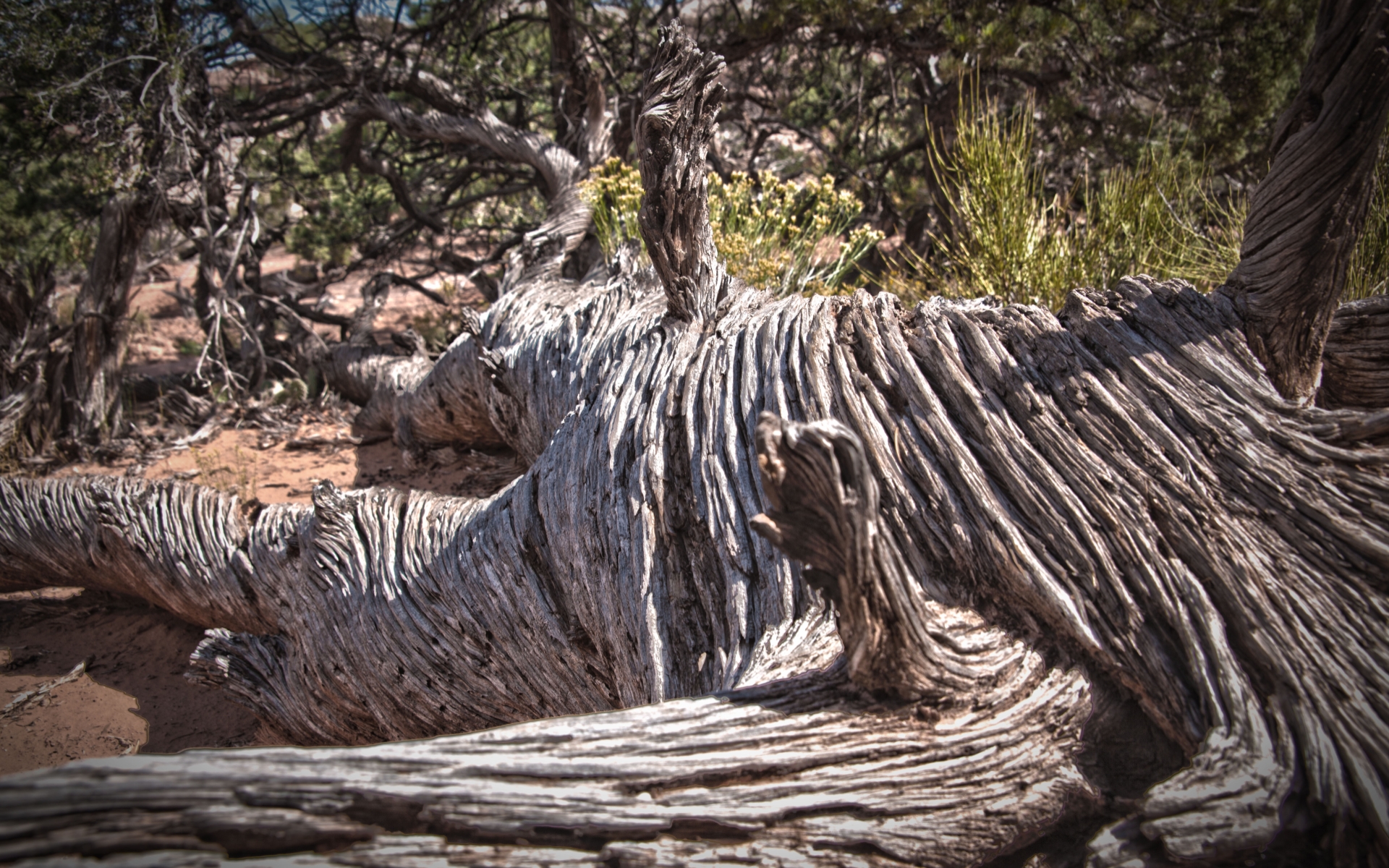 Twisted Tree Wallpaper