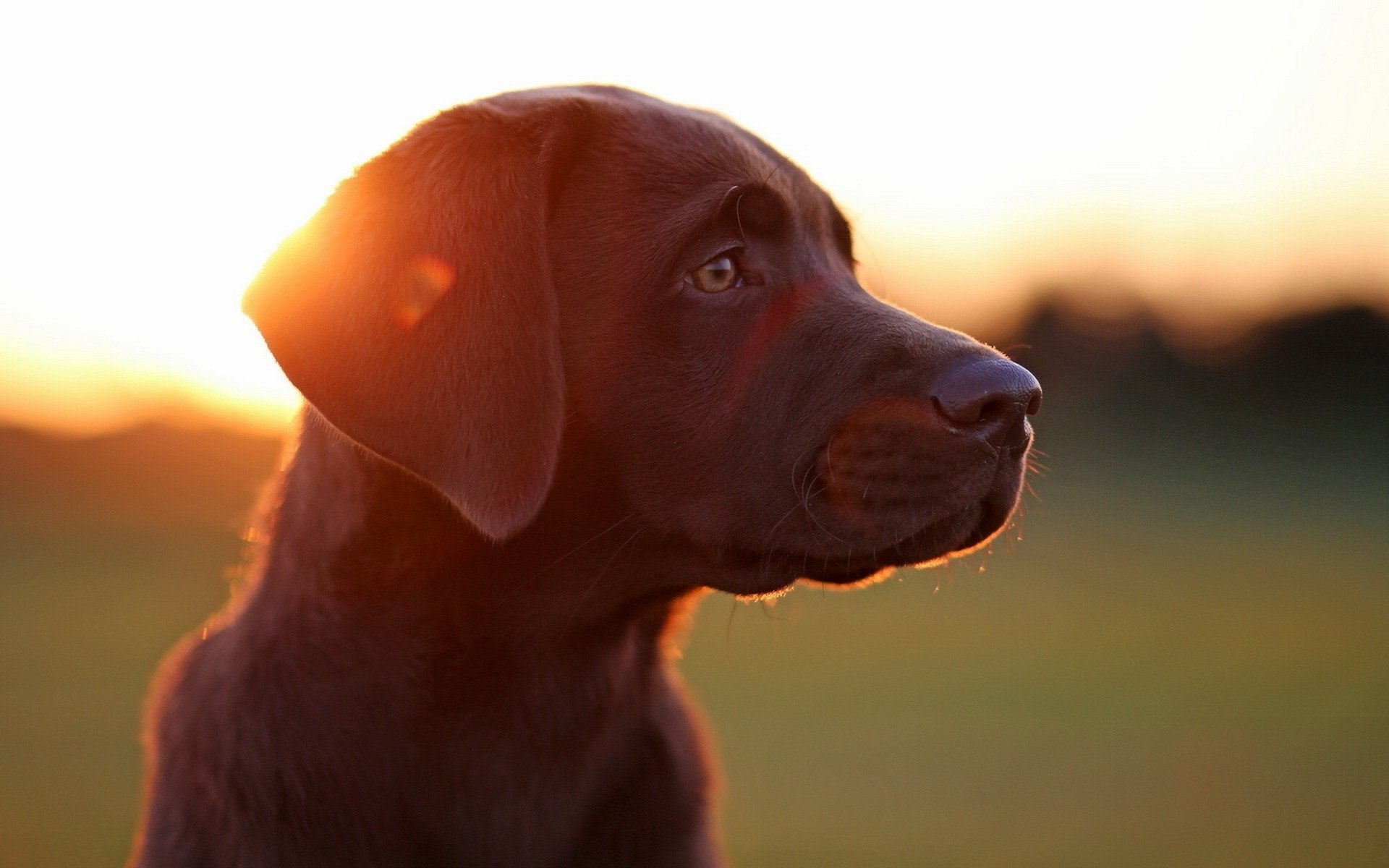 Labrador Retriever at Sunset - Stunning HD Dog Wallpaper