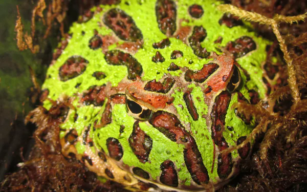 [10+] Pac-man Frog Wallpapers