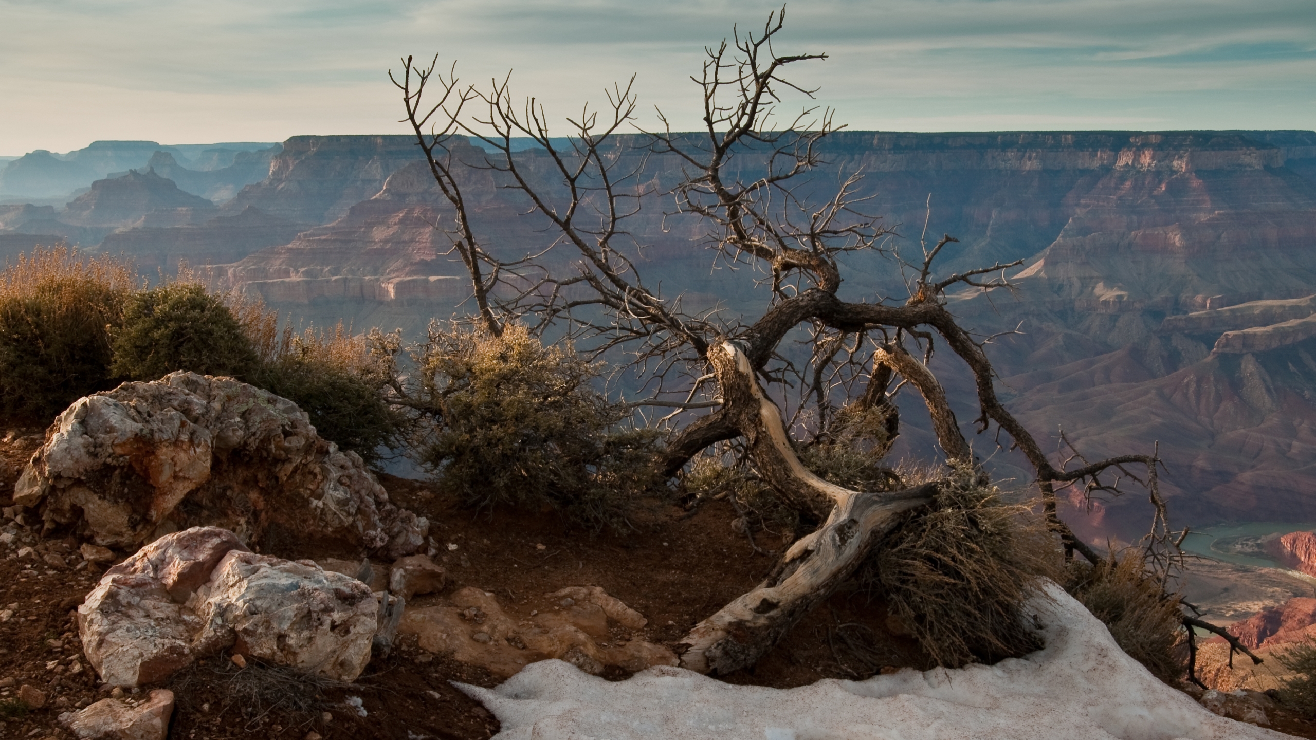 Download Nature Twisted Tree HD Wallpaper