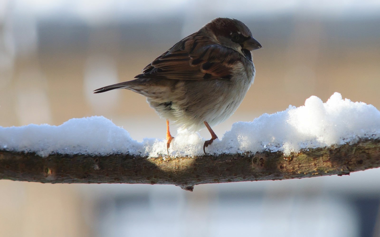 Download Bird Animal Sparrow Wallpaper | 1600x1000 | Wallpaper Abyss